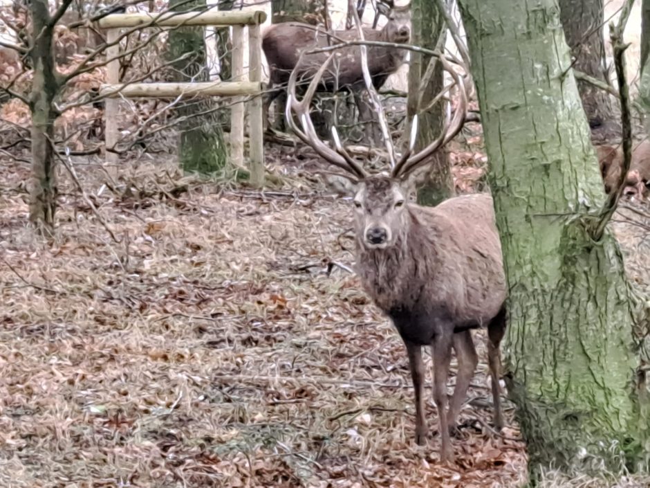 A Lyme Park walk from Disley - Come Walk With Me